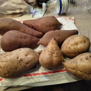 African Yam Tubers, Ghana White Yams, White Name Roots, Nayga Yam, Name ...