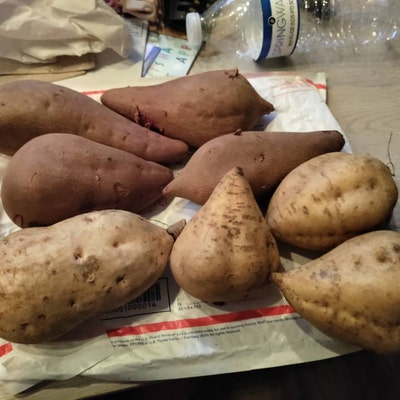 African Yam Tubers, Ghana White Yams, White Name Roots, Nayga Yam, Name ...