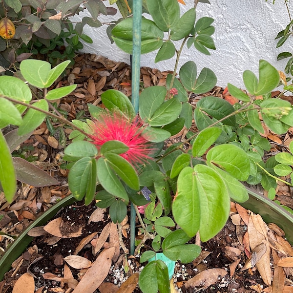 Powder Puff RED DWARF Flowering Shrub Plant Attracts Hummingbirds ...