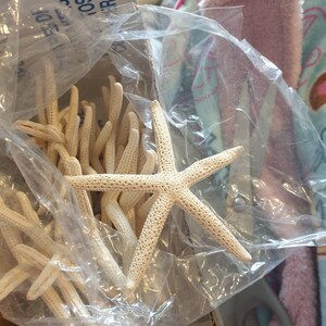 1 to 100 Astrea Calcar Turban Spurred Shells Natural Cream | Etsy