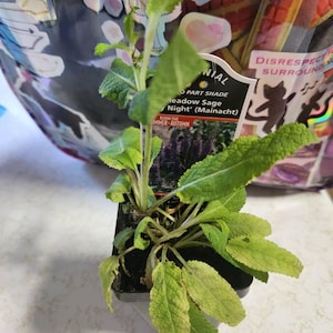 ORIGANUM 'AMETHYST FALLS' - Ornamental Oregano - Starter Plant - Etsy