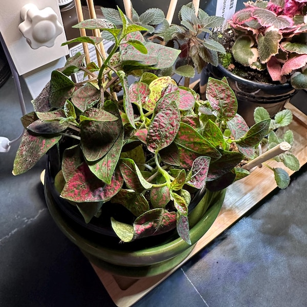 LIVE Splash Plant Pink Polka Dot Plant, Hypoestes Pink 4 Pot, Live Pink ...