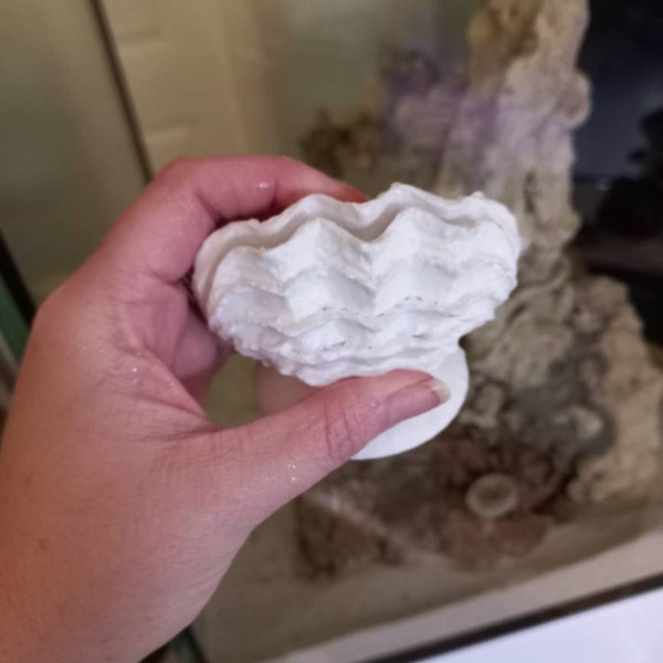 NEW* Aquarium Copepod Hotel Clam Shell Design - Etsy