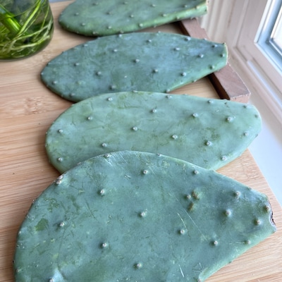 6 Spineless Thornless Edible Nopales Prickly Pear Cactus Pads - Etsy