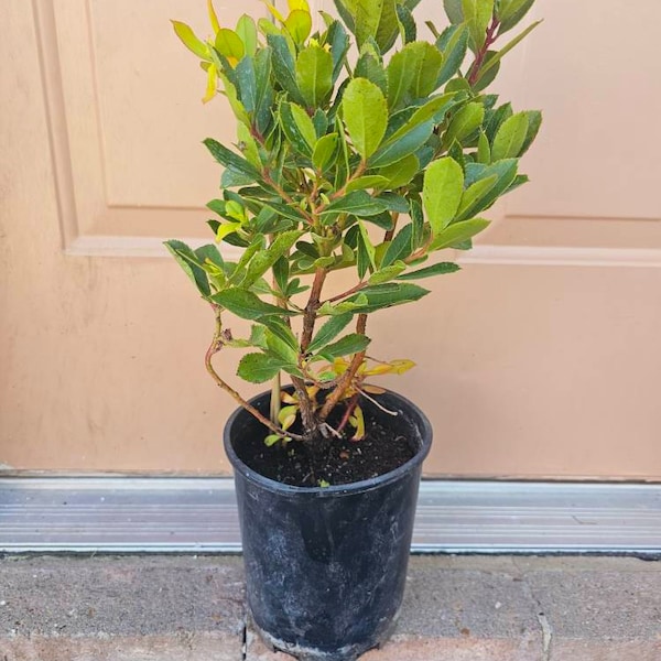 Dwarf Marina Strawberry Tree-1ft Tall Ship in 6" Pot - Etsy