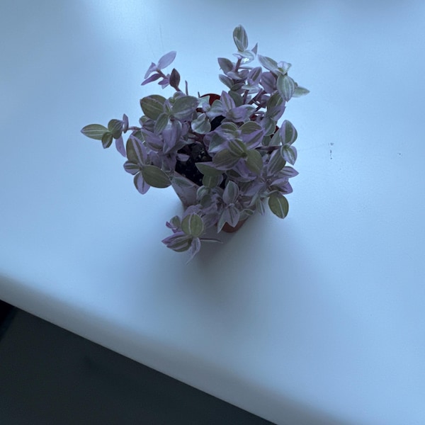 Sedum Dasyphyllum Major Blue Tears Sedum Live Succulent Plants 2 4 6 ...
