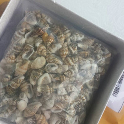 Tiny Shells Genuine All Natural Mini/small Sea Shells Craft Shells ...