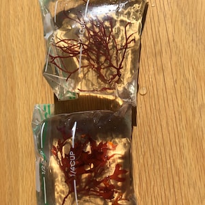 Live Frag Purple Fauchea Macro Algae Marine Saltwater Plant Reef ...