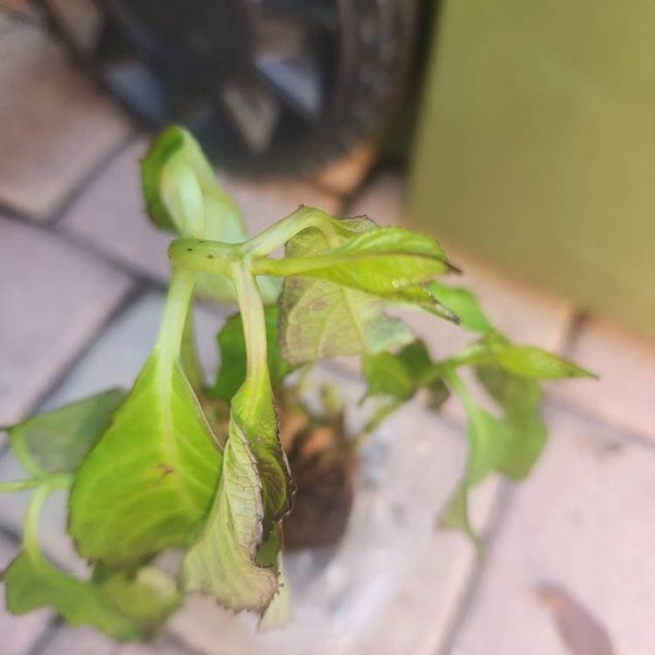 HYDRANGEA MACROPHYLLA 'FIREFLY' - Starter Plant -- Cutback/dormant ...