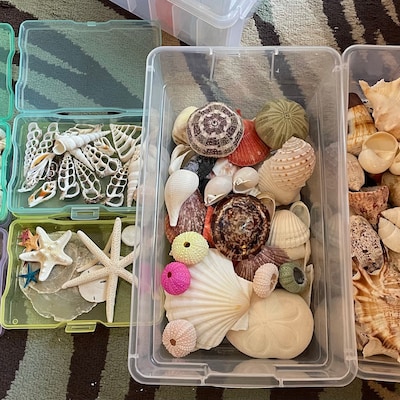 Shell Collection Shells Sea Life Starfish 50 to 200 Pieces Urchins ...