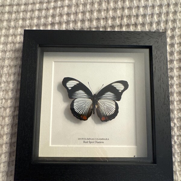 Pink Silkmoth in Baroque Style Frame (automeris Frankae) - Etsy
