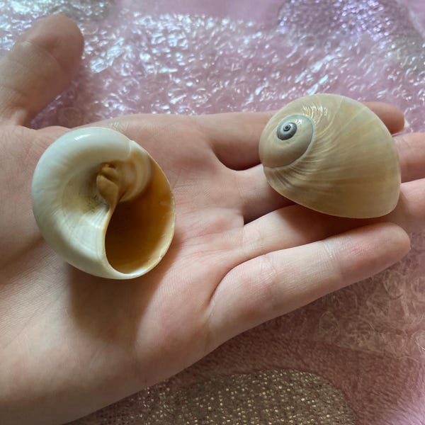 Scallop Seashell Angel I Clam Shell Glitter Angel I Seashell Christmas ...