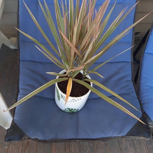 Sapphire Skies Yucca Powder Blue Leaves Full Sun 4 Pot - Etsy