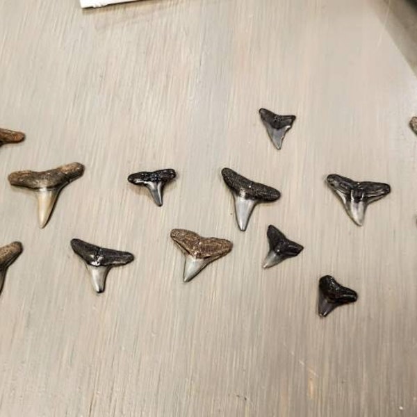 Rare Giant Indian Corn Seeds X50! Easy to Grow! Colorful Massive Ears ...