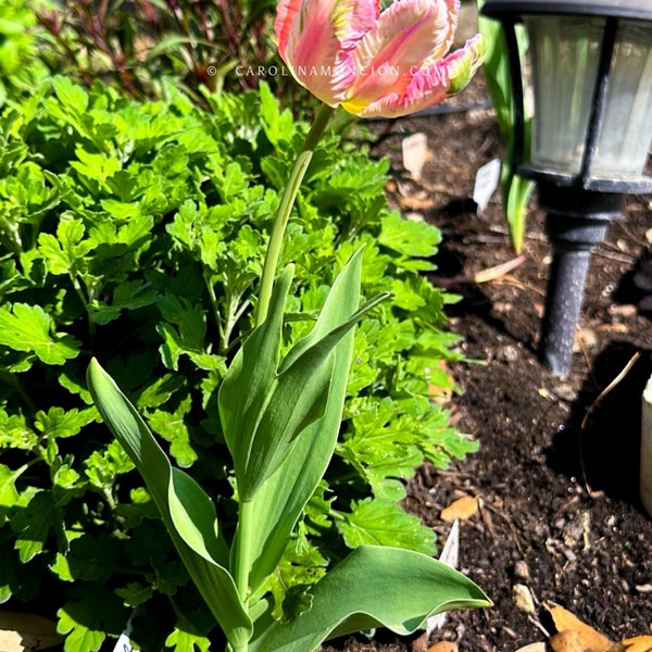 Italian Ranunculus Elegance 'rosa Scuro', Size 5/7 FREE SHIPPING - Etsy
