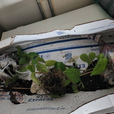 CALOTROPIS GIGANTEA Giant / Madar/ Milkweed Tree Plant - Etsy