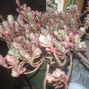 Peperomia ruby Cascade Trailing Succulent, Indoor Plant - Etsy