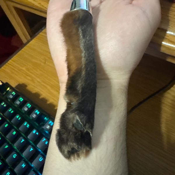 Taxidermy Mouse Head Mount Trophy Tiny Mouse Magnetic Victorian Black ...