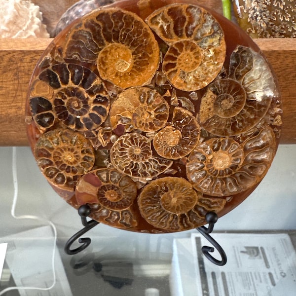 100G+ Natural Ammonite Fossil Shell Plate Disk +free Stand，conch，home ...