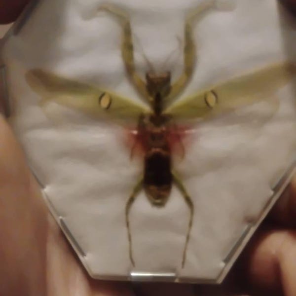 Assorted Bugs Insects Specimen Wholesale Mix Lot Bulk - Etsy