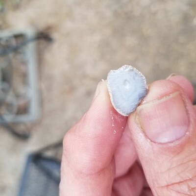 Bag of Tabasco Geodes Unopened whole Geode VERY SMALL GEODES - Etsy