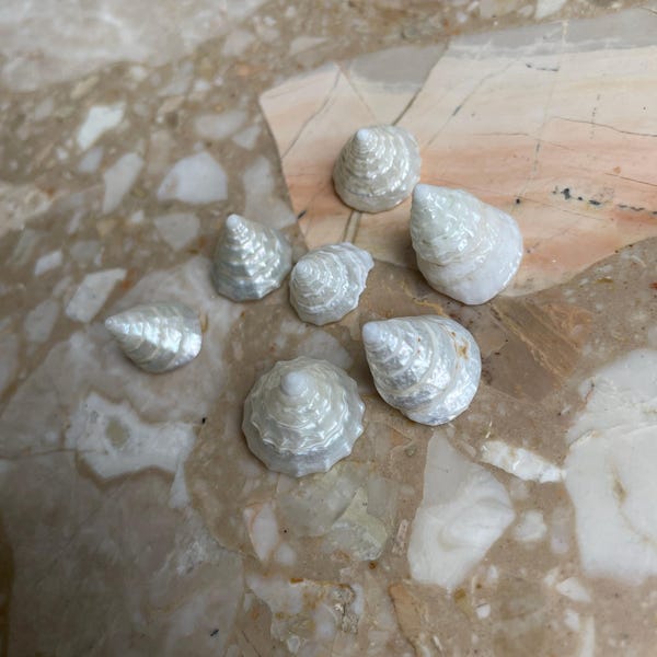 TINY BUTTON Top SNAIL Shells, Miniature Snail Shells, Black Pearl ...