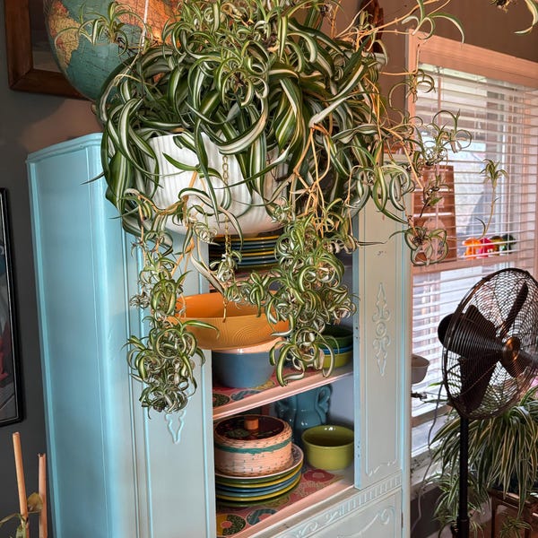 9-10” Hanging Plant Drainage | Eco-friendly Catch Trays With Chain | No ...