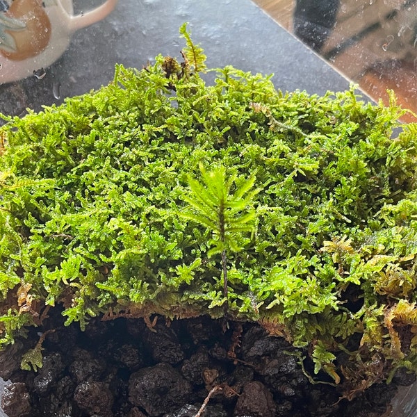 High Quality Sheet Moss/brocade Moss (hypnum Imponens ) WASHED, No Bugs ...