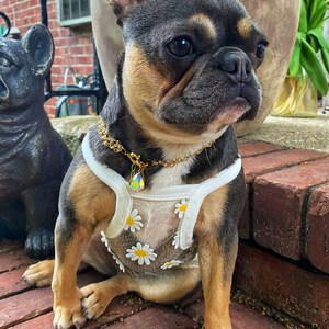 Daisy Chiffon Crop Top, XS-2XL, Dog-shirts Dog Top, Dog Clothing, Dog ...