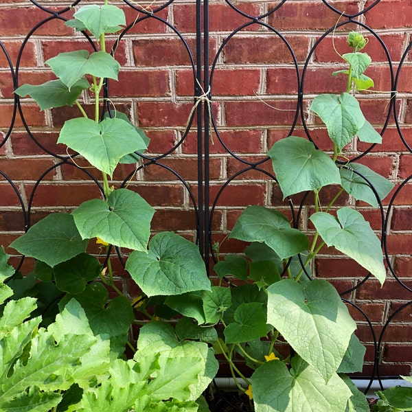 Heirloom Persian Cucumber Seeds - Fresh Seeds Grown and Harvested in ...