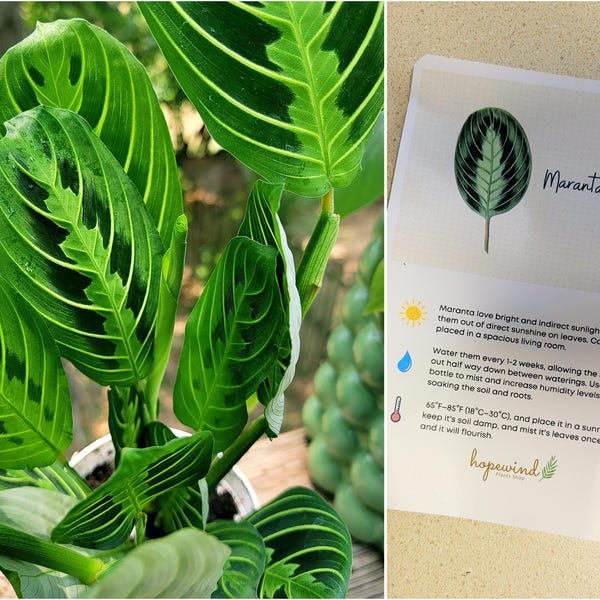 Calathea Burle Marx, Fishbone Prayer Plant, Unique and Easy to Care ...