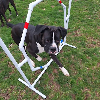 Dog Agility Equipment Weave Pole Guide Wires for 12 Weave Poles 10 ...