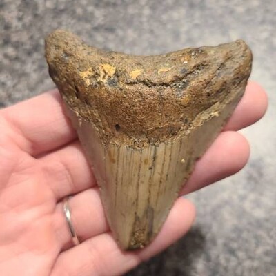 Megalodon Tooth 3.13 Inches. Real Fossil Megalodon Shark Tooth ...