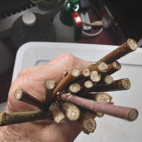 10 Hybrid Poplar Cuttings Op367 - Etsy