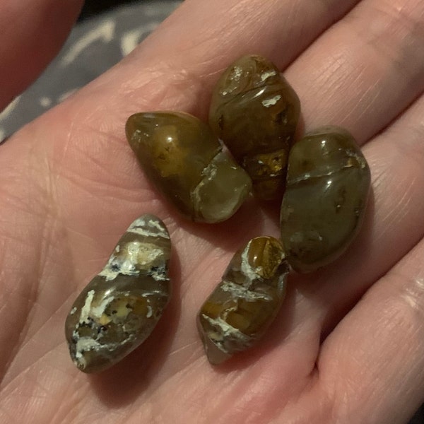 Agatized Turritella Shells - Etsy