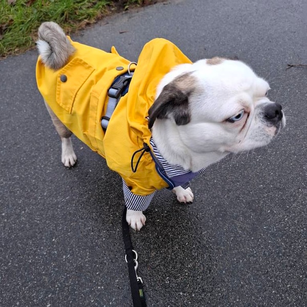 Yellow Raincoat || Rain Windbreaker Dog Clothing, XXL, XL, Large Dogs ...