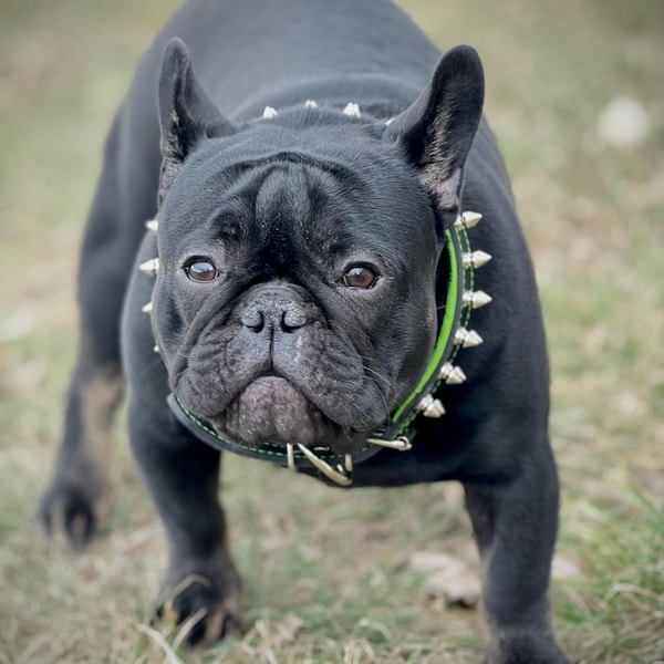 Bestia Aztec BLACK Leather Dog Collar for Big Dogs, Mastiffs, Dogo ...