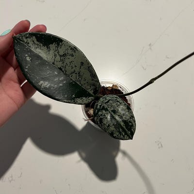 Hoya ALBO Variegated Polyneura ROOTED Cutting ONE Node Cutting Grower's ...