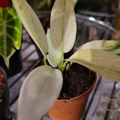 Alocasia Dragons Tooth Starter Plant must Buy A Minimum of ANY 2 PLANTS ...