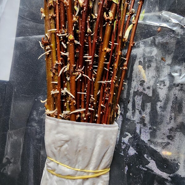 20 Trident Maple Bonsai Tree Seeds – Grow Acer Buergerianum – Japanese ...