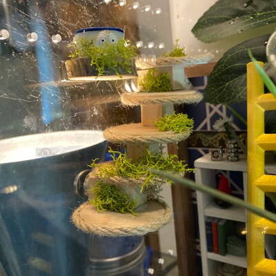 Jumping Spider Food Dish Jumping Spider Enclosure - Etsy