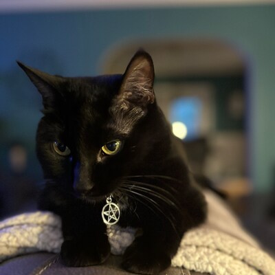 Witches Familiar Pentacle Cat Collar Adjustable in Black, Blue, Orange ...