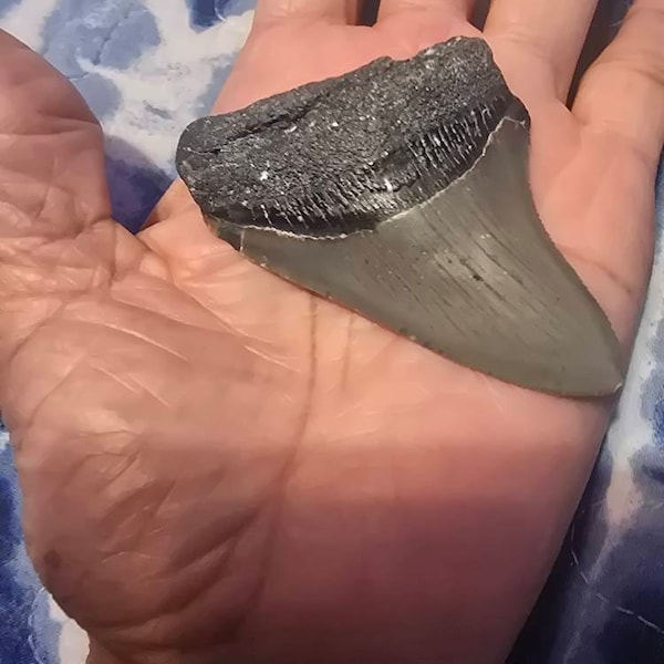 Broken Megalodon Shark Tooth - Etsy