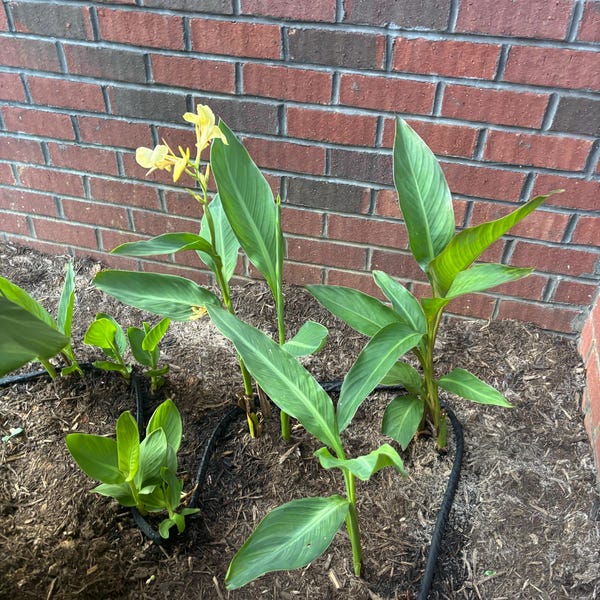 RARE Canna Lily Rhizome Bulb, Red Tiger, Variegated, Live Plant - Etsy