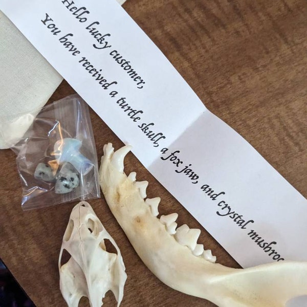 Bone, Skulls, and Oddities Mystery Bag - Etsy