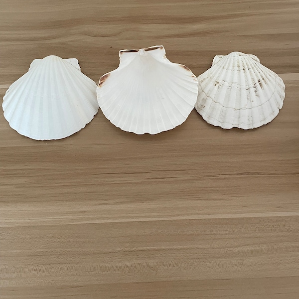Natural Scallop Shells | Cleaned & Ready for Use | Available in Medium ...