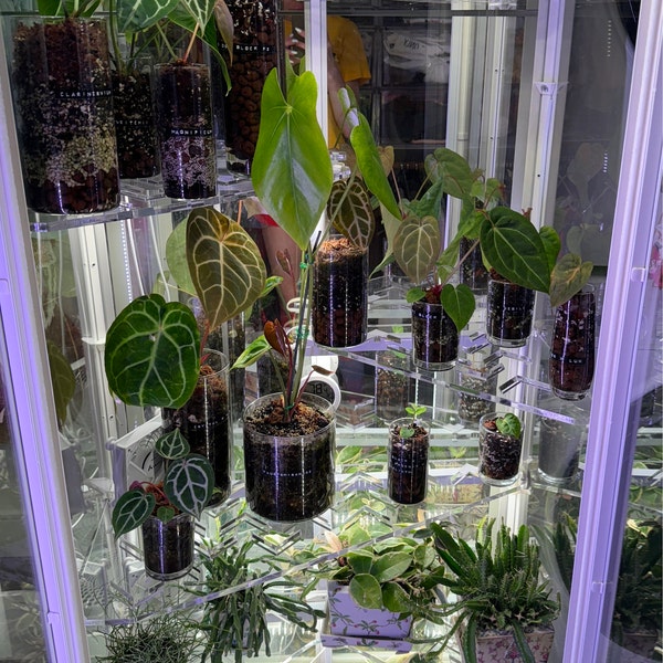 Milsbo Tall Set of 3 Sizes Shelves for IKEA Indoor Greenhouse Cabinet ...