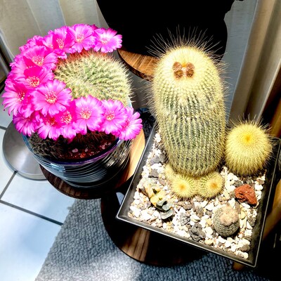 Rebutia Muscula Touchable Cactus in 6 Inch Pot E 250 - Etsy