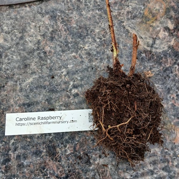 Caroline Ever Bearing Raspberry Potted Plants - Large and Sweet Berries ...