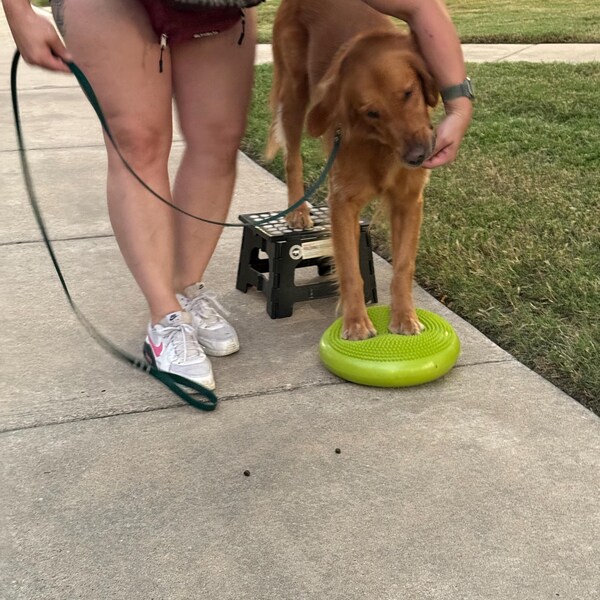 1/2 Drag Line, 1 to 50 Feet, Biothane Outdoor Waterproof Dog Long Line ...